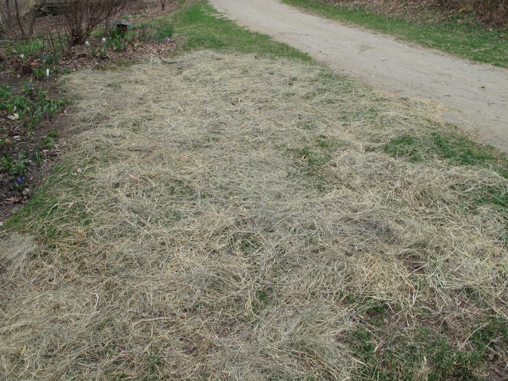 winter damaged lawns Archives - Henry Homeyer