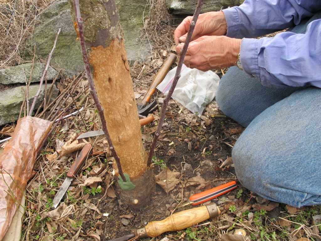 tree grafting Archives - Henry Homeyer
