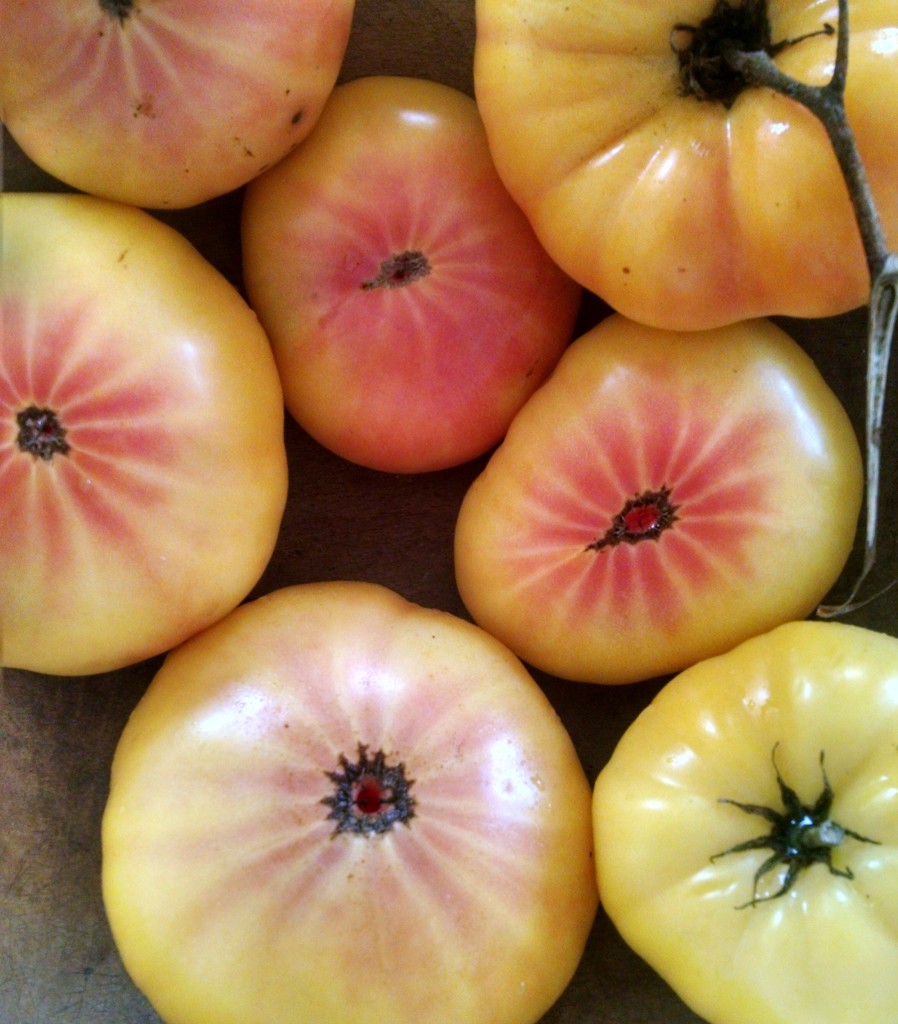 summer sunrise tomato Archives - Henry Homeyer