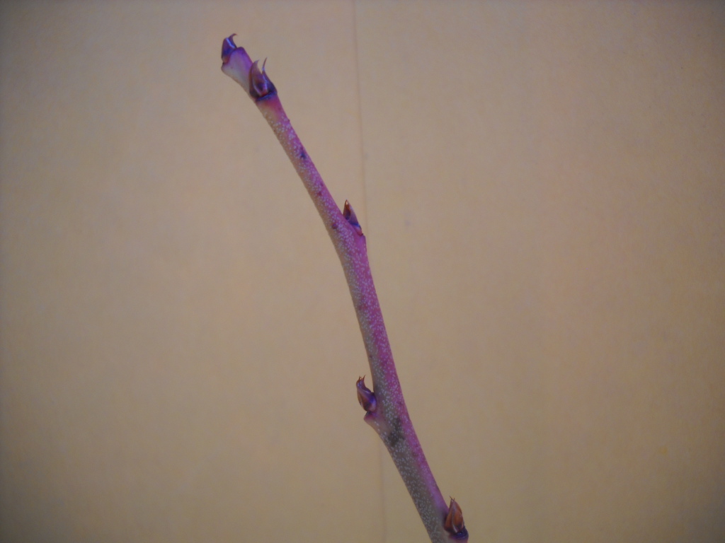 leaf bud Archives - Henry Homeyer