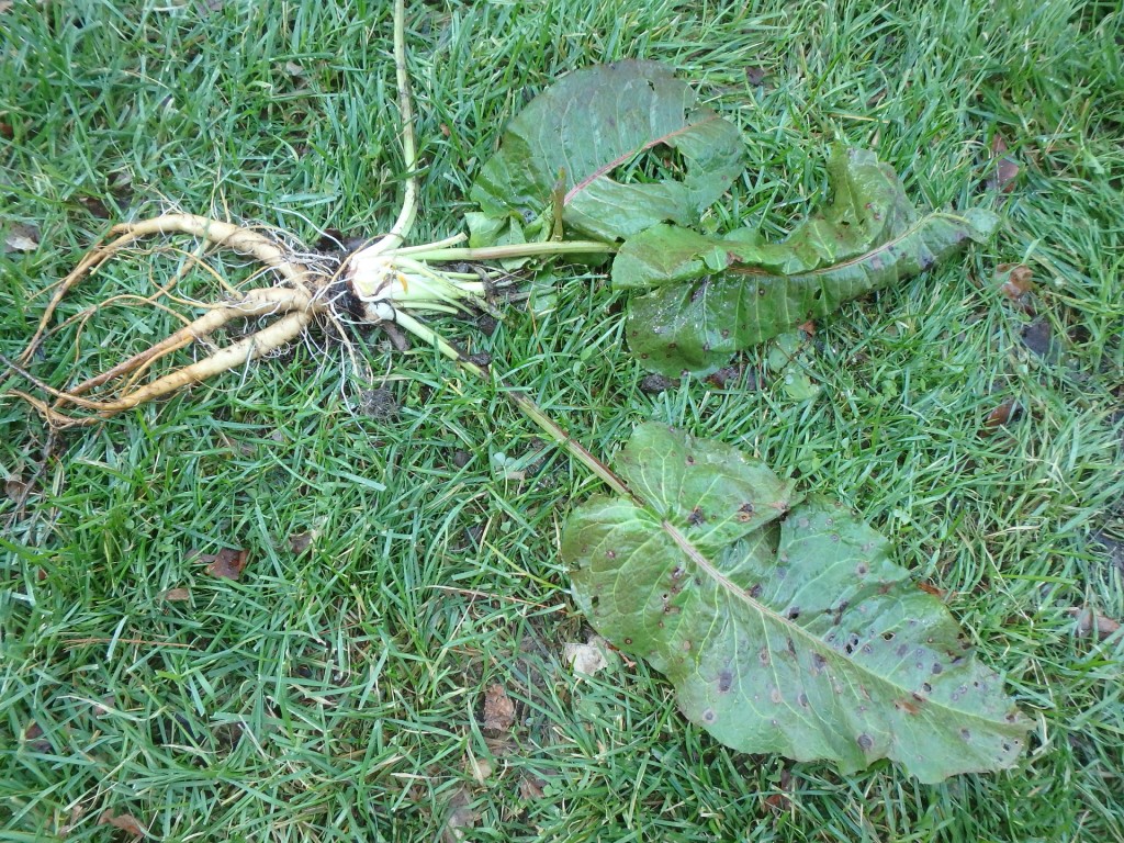 removing dock weeds Archives - Henry Homeyer