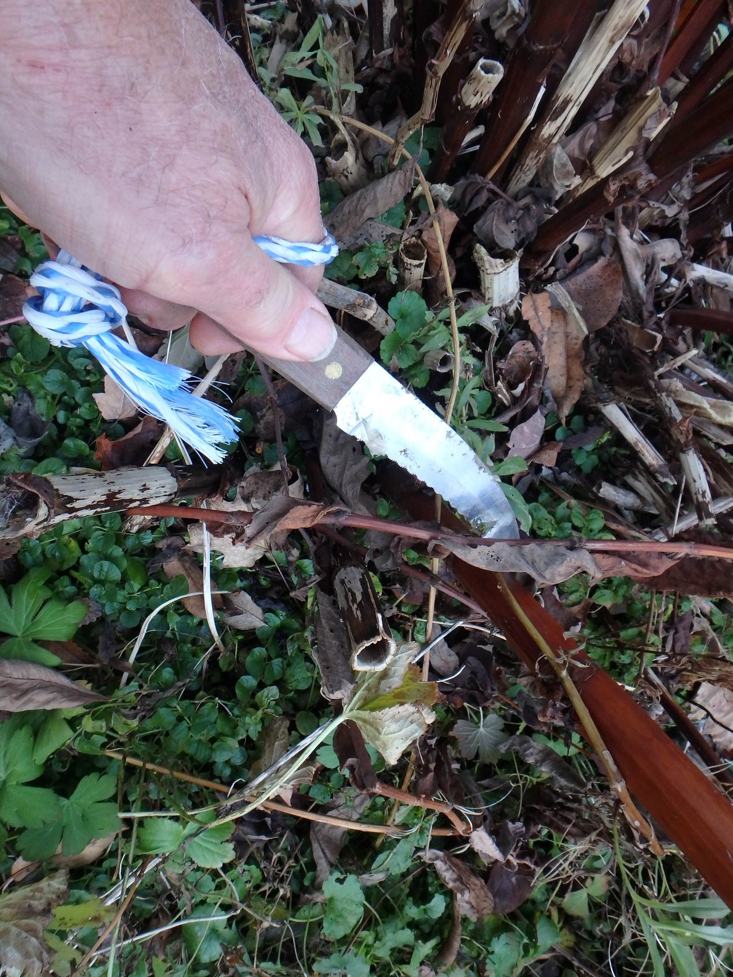 using a root knife Archives - Henry Homeyer
