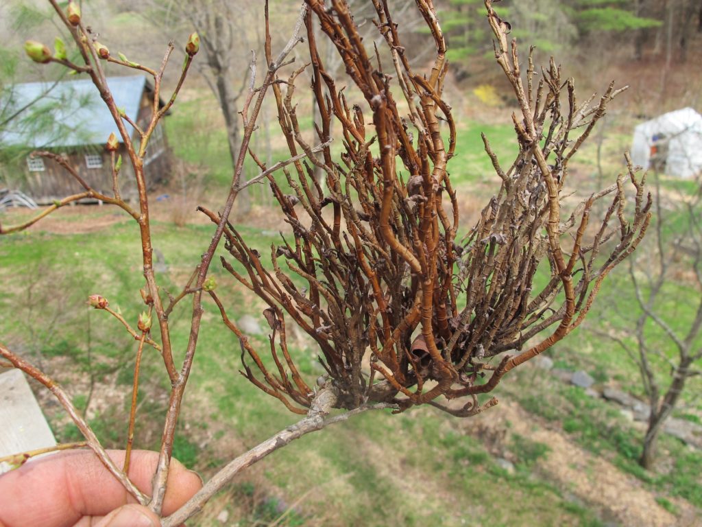 How to Prune Your Blueberries - Henry Homeyer
