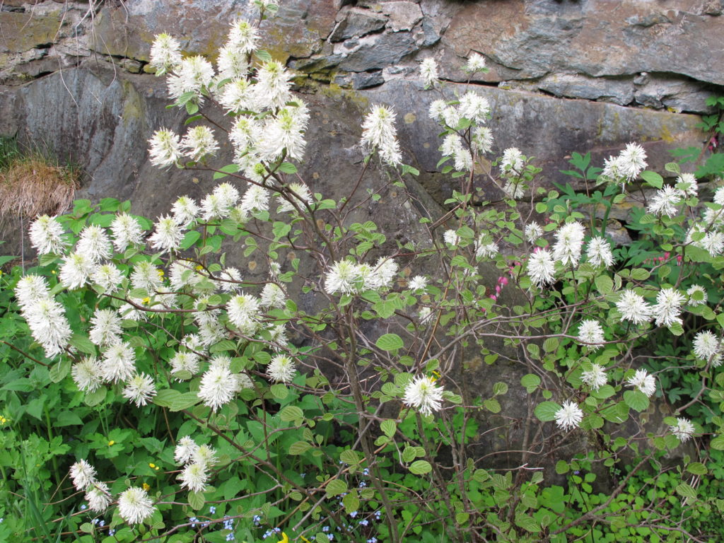 fothergilla Archives - Henry Homeyer