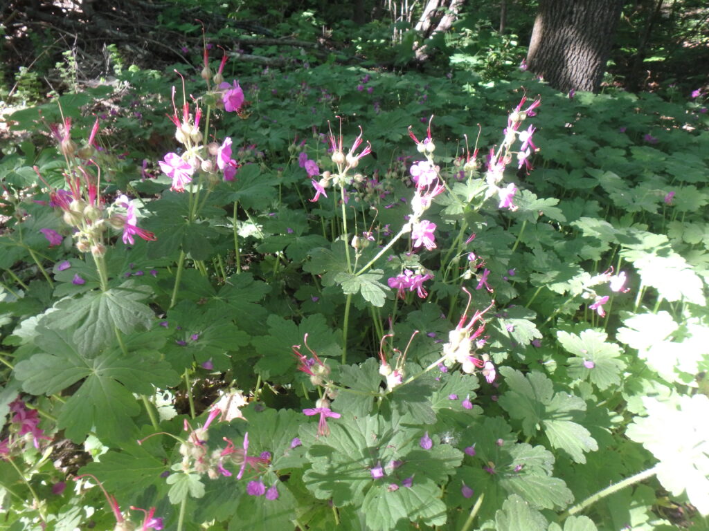 big root geranium Archives - Henry Homeyer