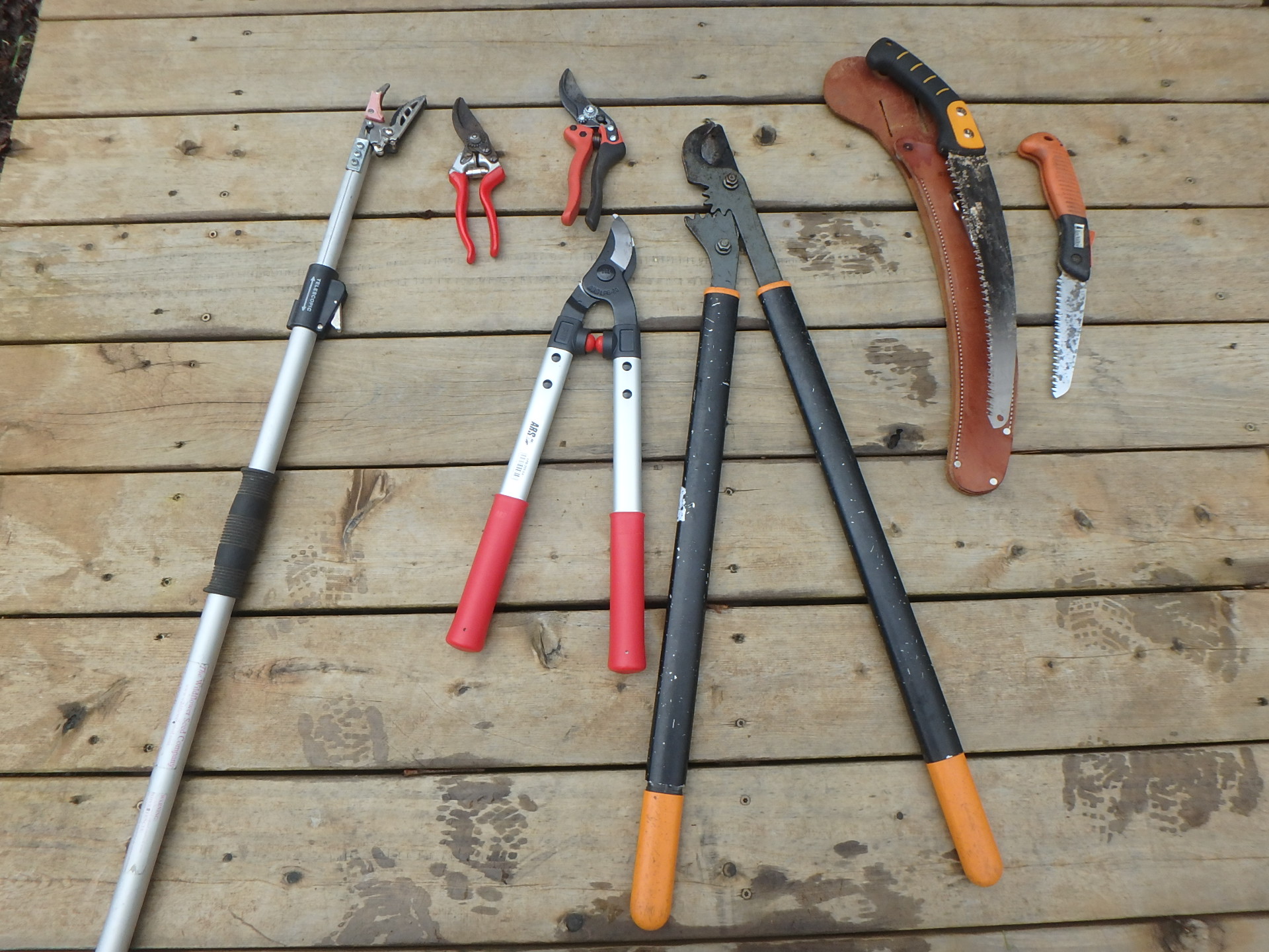 Pruning Fruit Trees: Now is a Good Time - Henry Homeyer